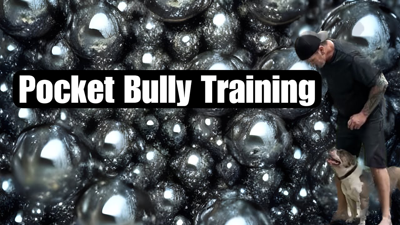 Training session with a pocket Bully #americanbully - YouTube