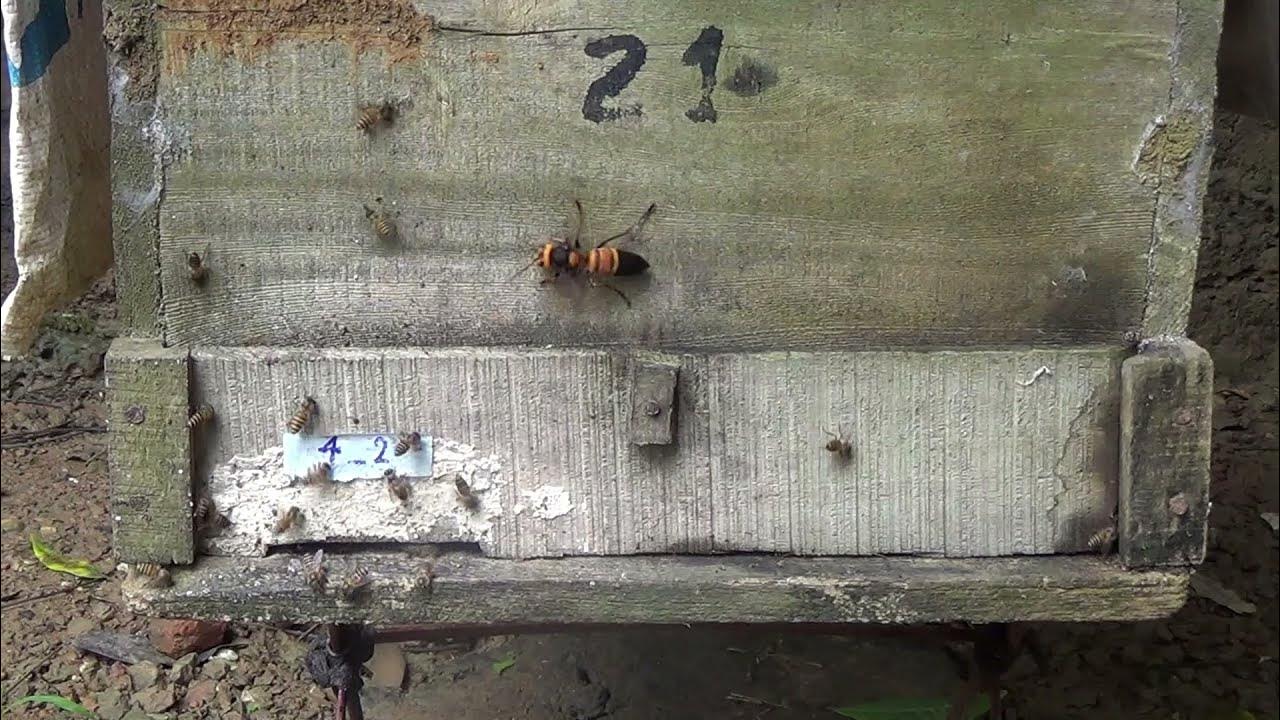 See and Hear a Giant “Murder” Hornet Attack on a Beehive - YouTube