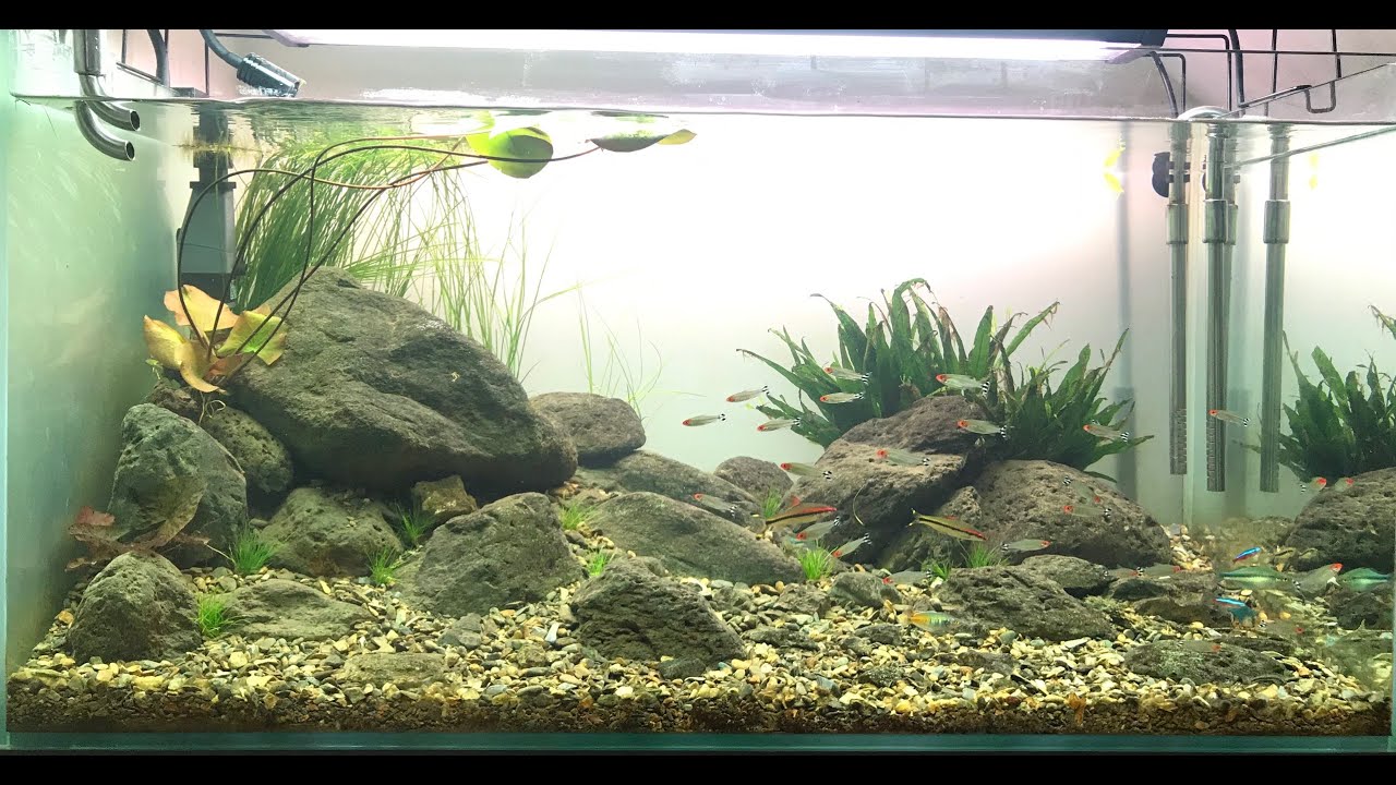 Hướng Dẫn Setup Bể Biotop Đẹp Đơn Giản Với Đá Cuội và Sạn Suối - Bể ...