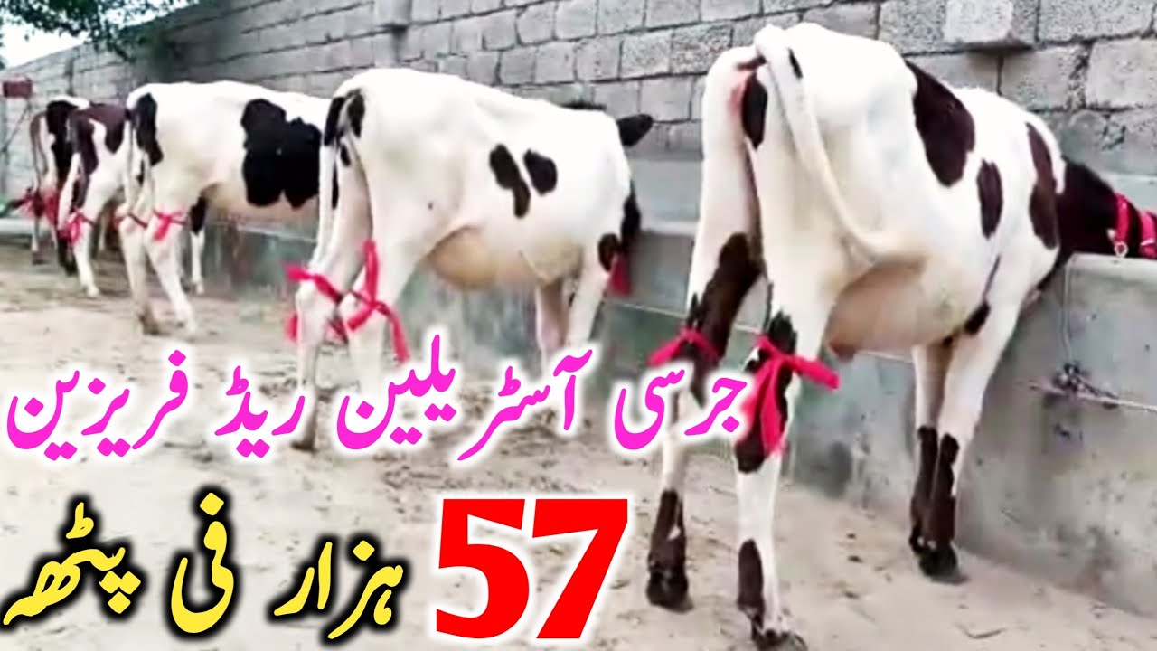 Australian Jersey Red Friesian Hiefers Gondal Stop Attock || Global ...