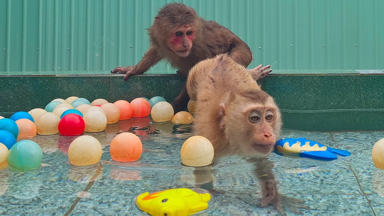 Monkey baby So cute, what's the surprise today - YouTube