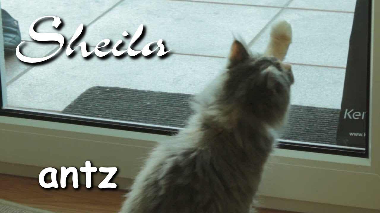 Sheila the cat tries to catch some ants, darn glass thing - YouTube