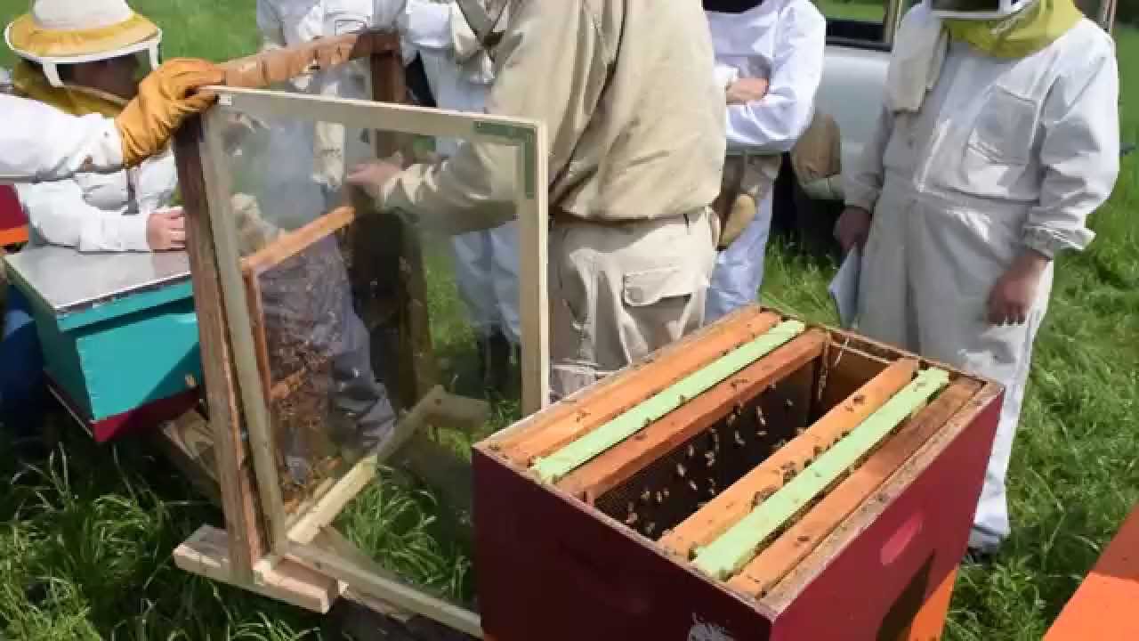 Creating an Observation Hive - TAMU Beekeeping Lab - YouTube