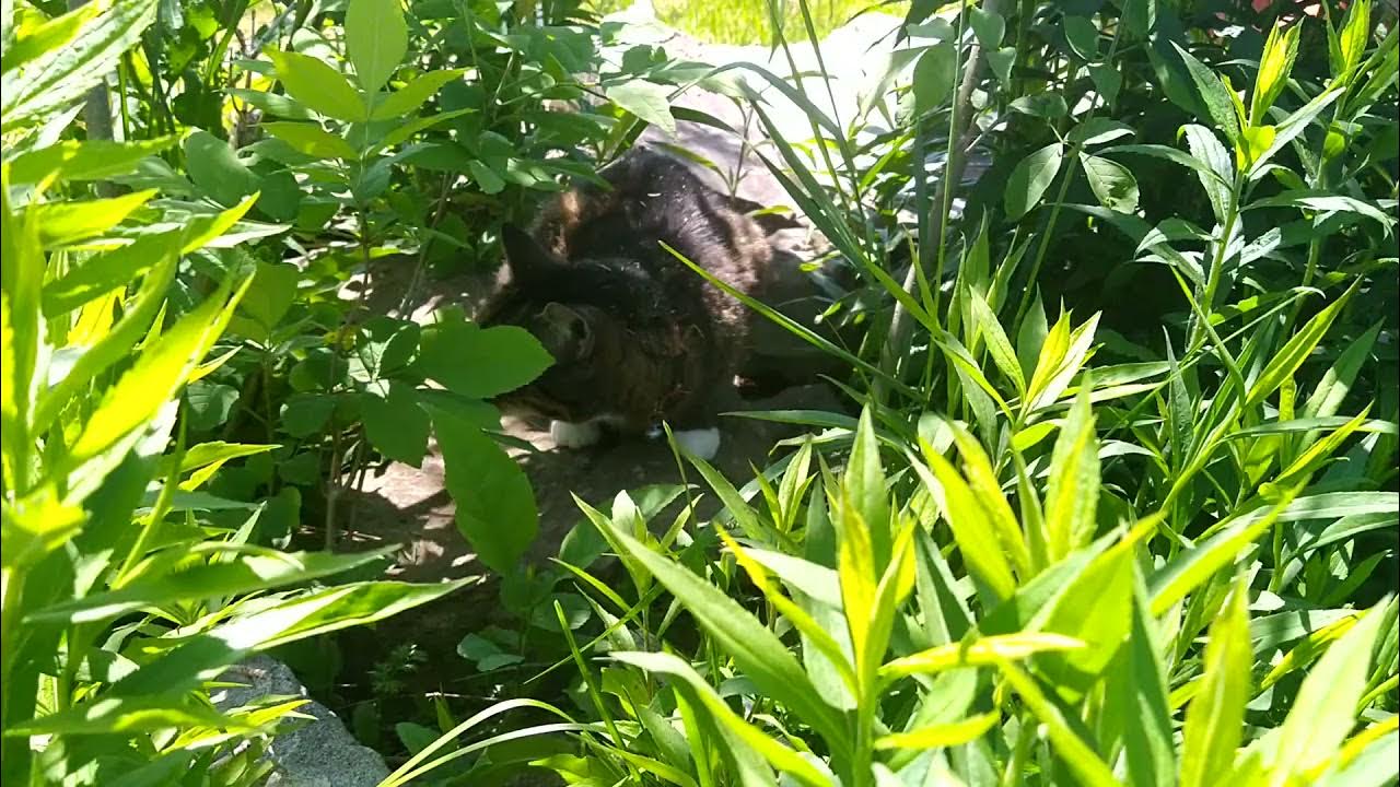 Peek A Boo Pussy Youtube