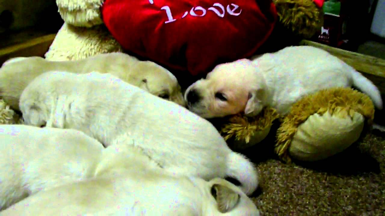 Adorable Labrador Puppies Two Weeks old - YouTube