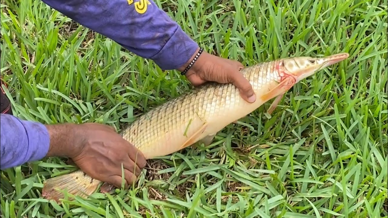 Golden Garfish Caught!!!- Fishing for Rare Fish - YouTube