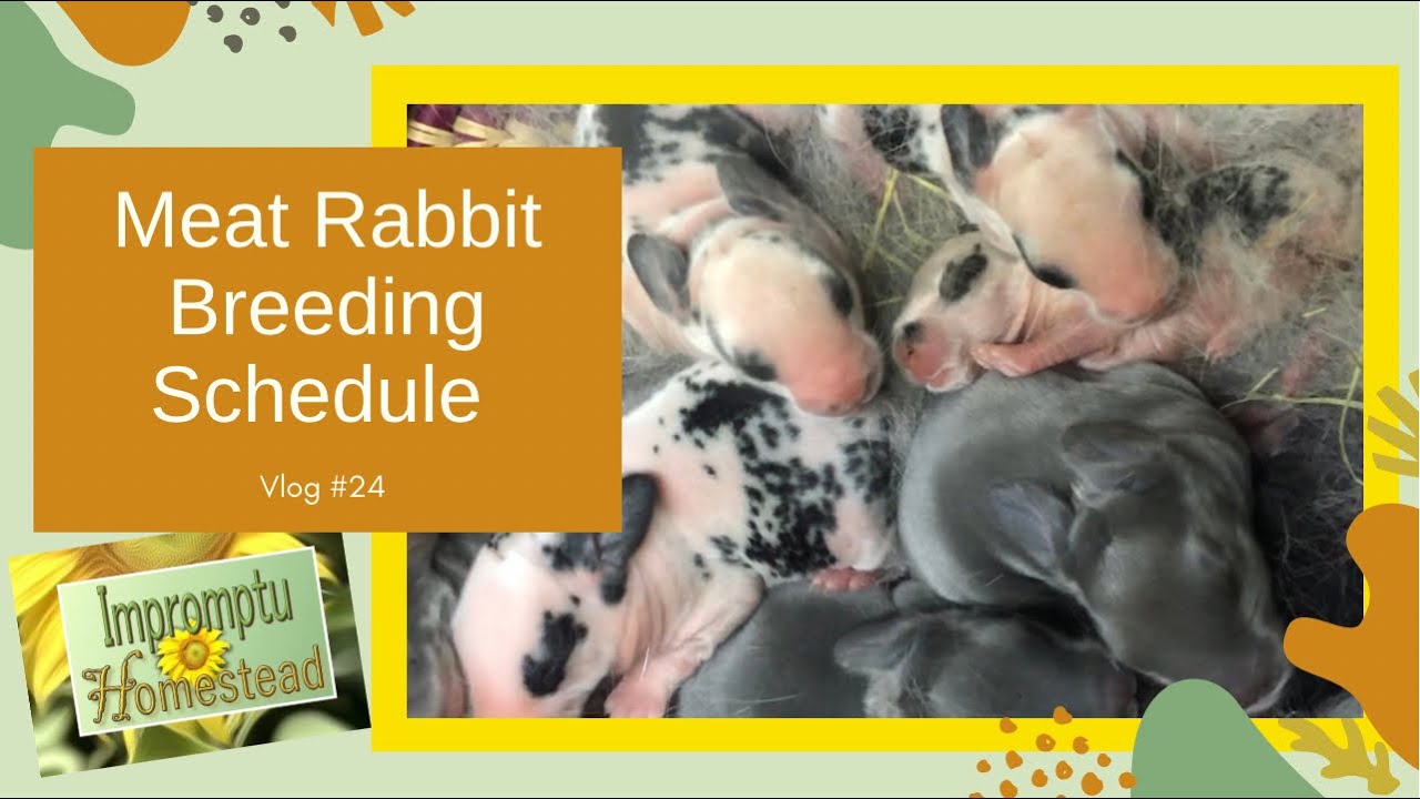 Meat Rabbit Breeding Schedule - Vlog#24 - YouTube