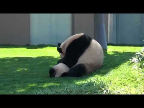 The mother panda tips her cub upside down and appears to be tickling