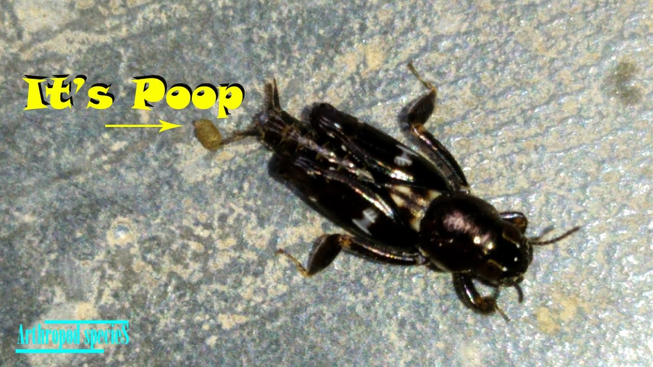 Insect Species - Pygmy Mole 'Crickets' | Ooops...! This Insect Poops ...