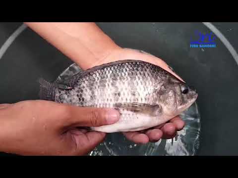 TOUR Ori Fish Bangsri FARM OCTOBER 2021 - YouTube