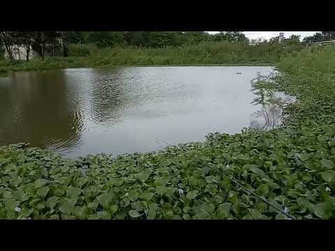banyak bibit ikan boncel atau gabus saat memancing ikan wader - YouTube