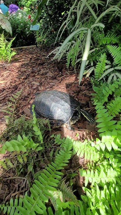 hello turtle - YouTube