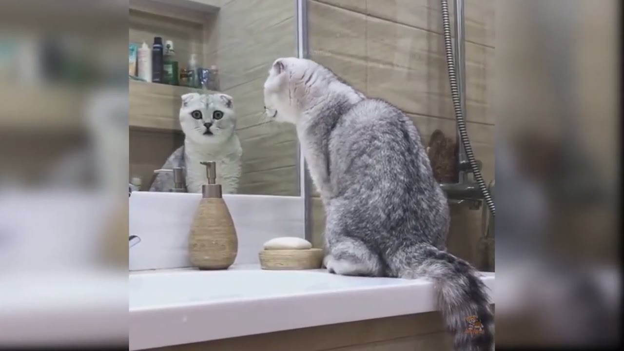 CAT COMPILATION FUNNY | COMEDY | CUTE CATS 😹😹 - YouTube