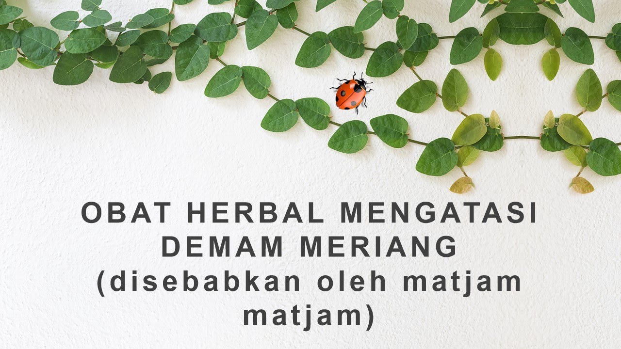 RAMUAN HERBAL MENGATASI DEMAM MERIANG SETJARA UMUM #33 - YouTube