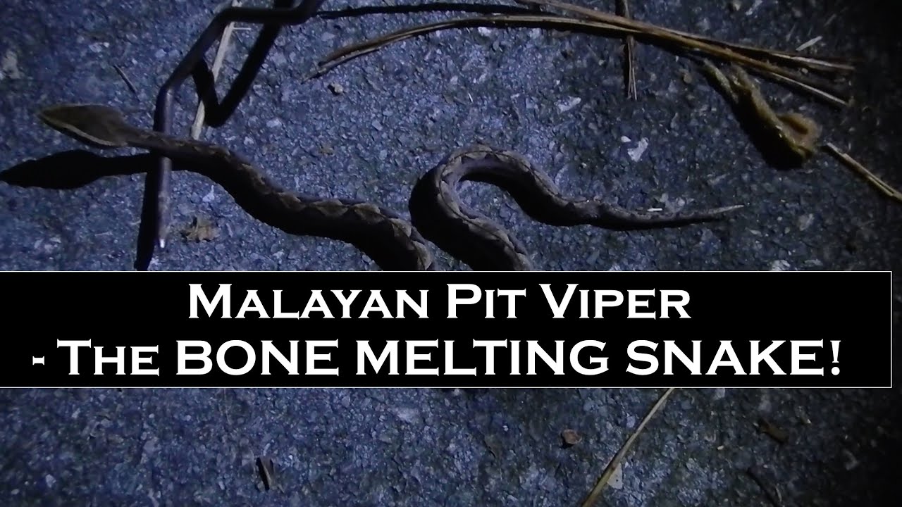 Thailand's Bad, Bad Snake - Malayan Pit Viper - YouTube