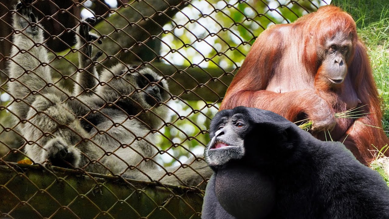 ORANG UTAN, MONKEY, OWA & KERA LAGI ASIK BERMAIN - YouTube