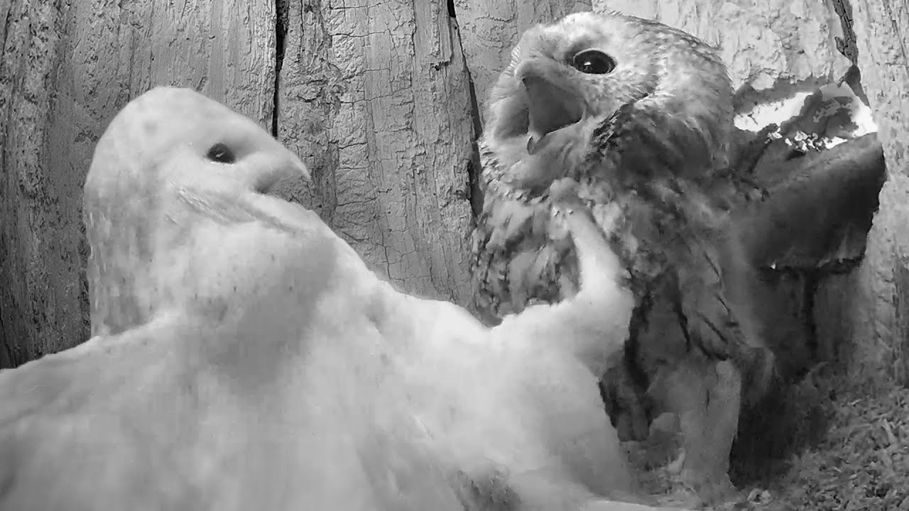 Tawny Owl v Barn Owl | Gylfie v Luna | Robert E Fuller - YouTube