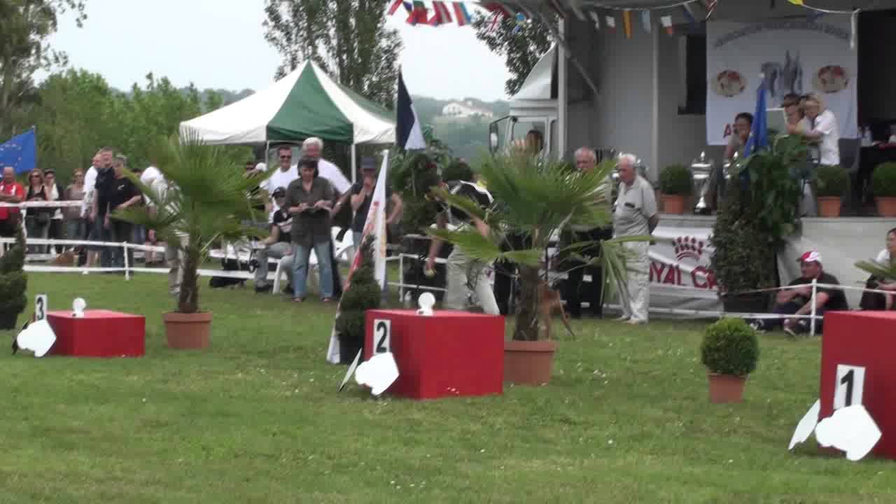 Atibox 2012 - Baby Class Fawn Females - The Boxer - www.the-boxer.com ...