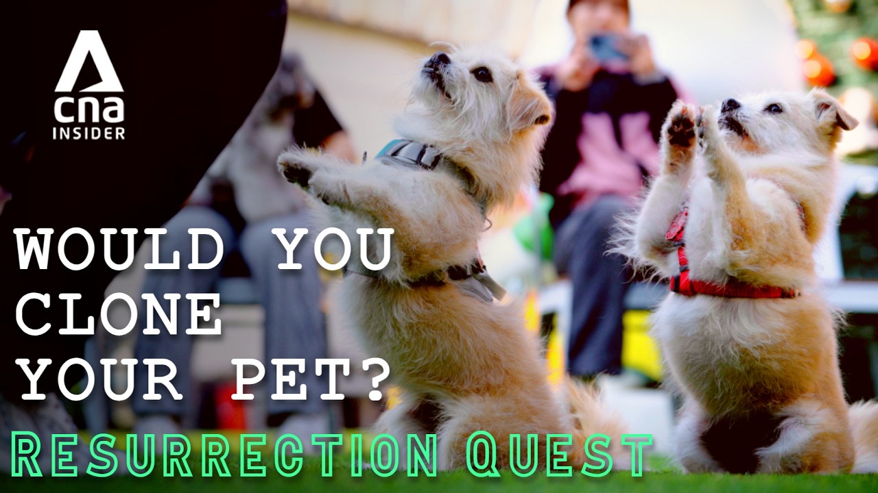 Humans Playing God? How Cloning, IVF Can Bring Back Lost Animals | The ...