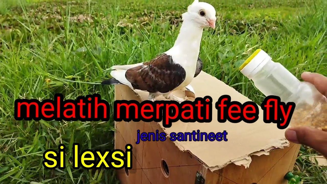 melatih burung merpati jenis santineet fee fly - YouTube
