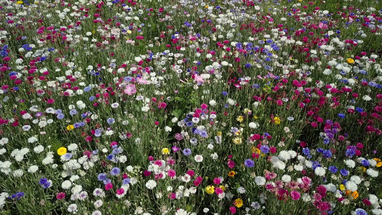 Flowers on Baslow Roundabout in Derbyshire. - YouTube