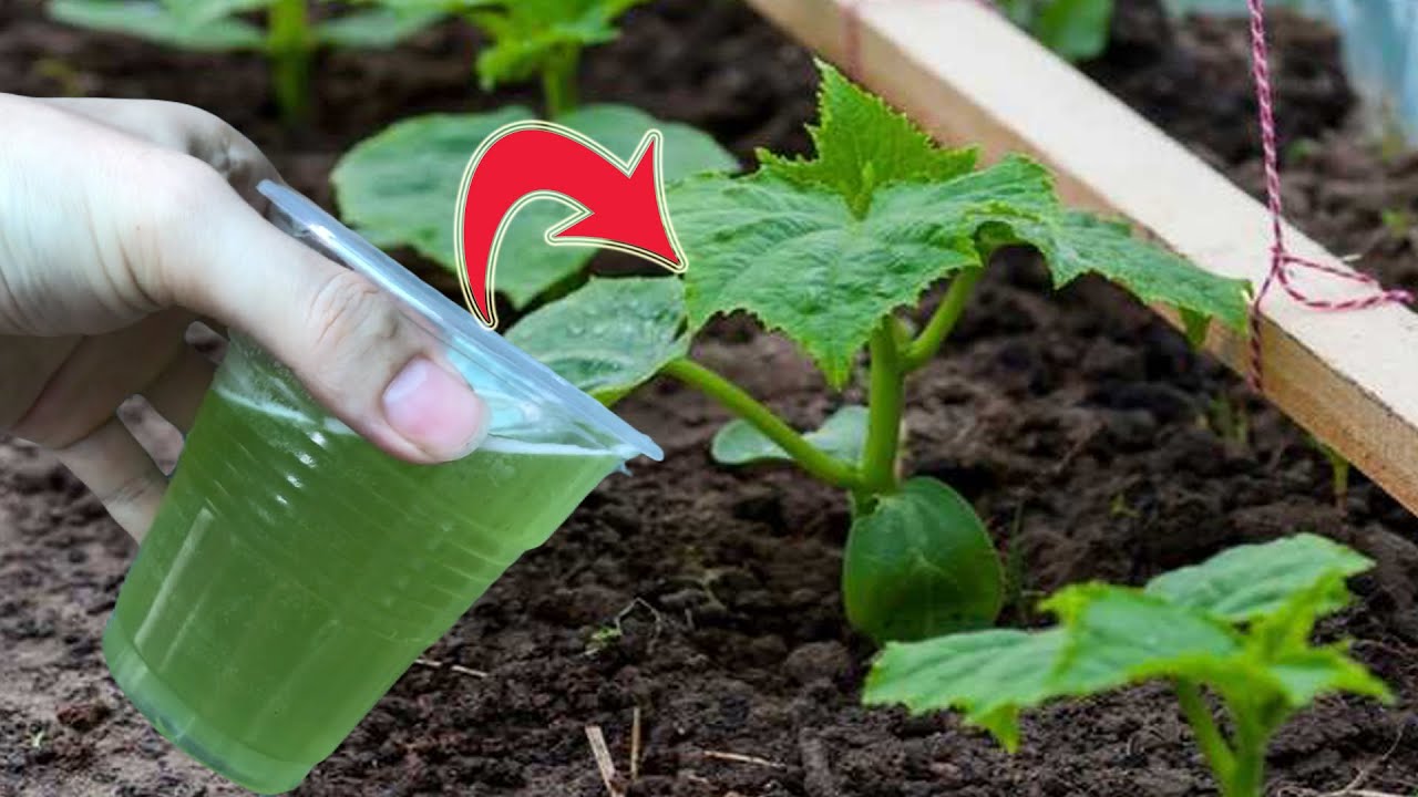 Withered seedlings are also immediately green and grow 3 times faster ...