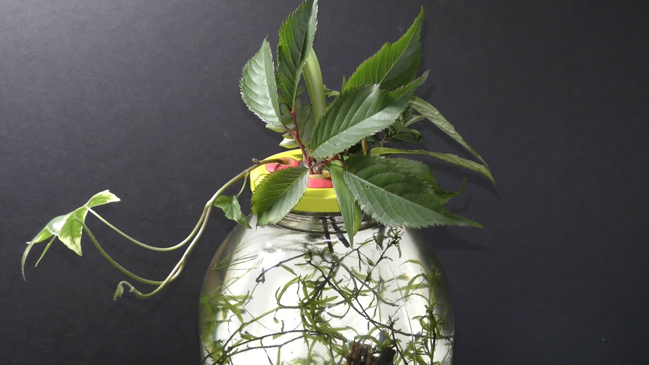 Do Cherry Trees Grow In Water YouTube do-cherry-trees-grow-in-water-youtube