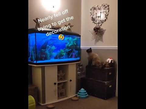 Komik Kediler 😹 - Gülmeyi Durdurmaya Çalışma 🤣 - Şimdiye Kadarki En Komik Kediler