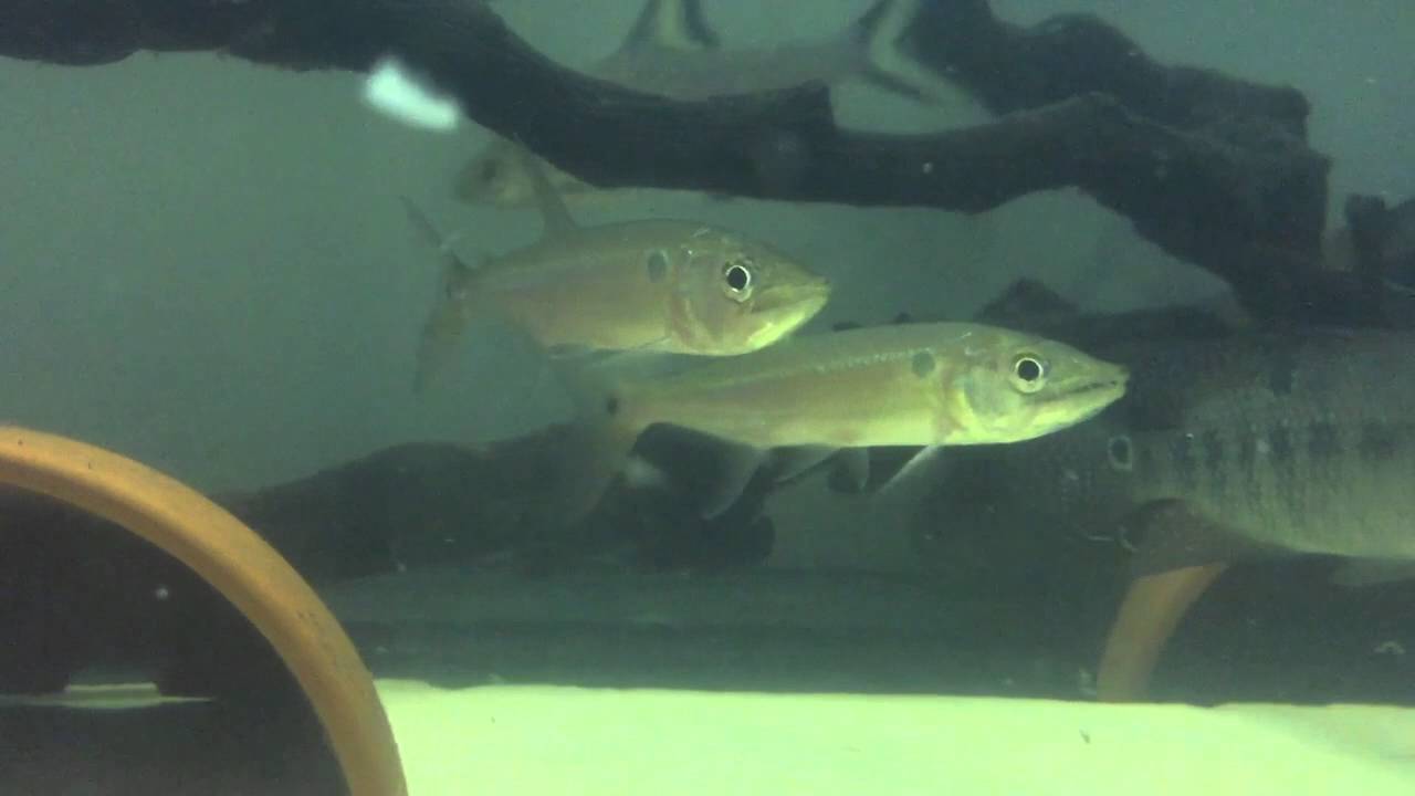 Acestrorhynchus falcatus 13 12 2015 - YouTube