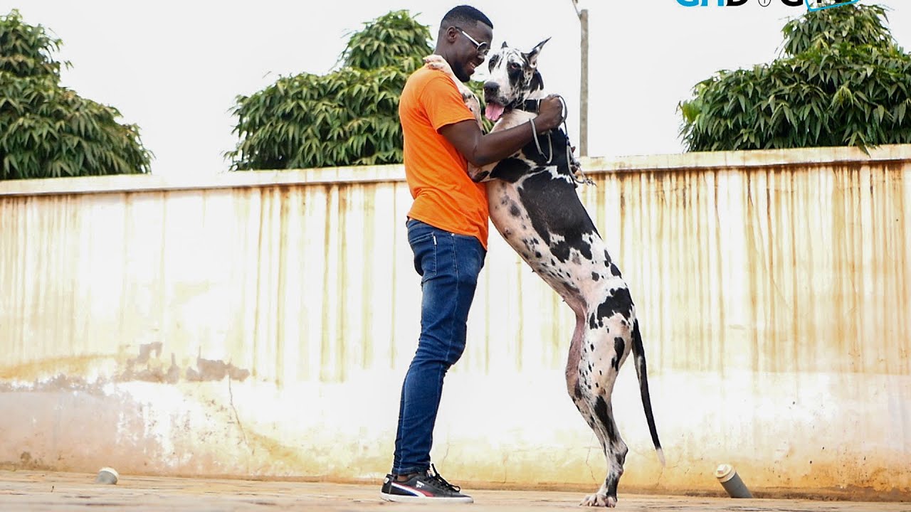 Magnificent Great Dane gives a big hug - YouTube