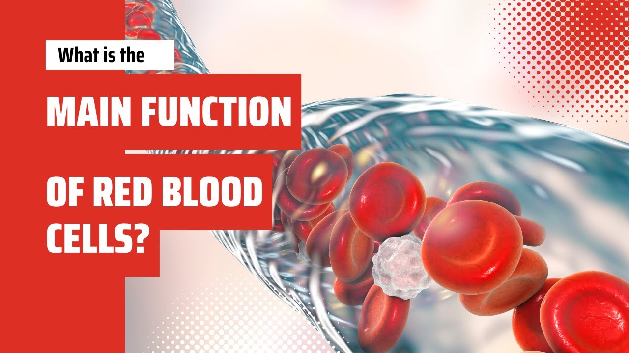 What is the main function of red blood cells? - YouTube