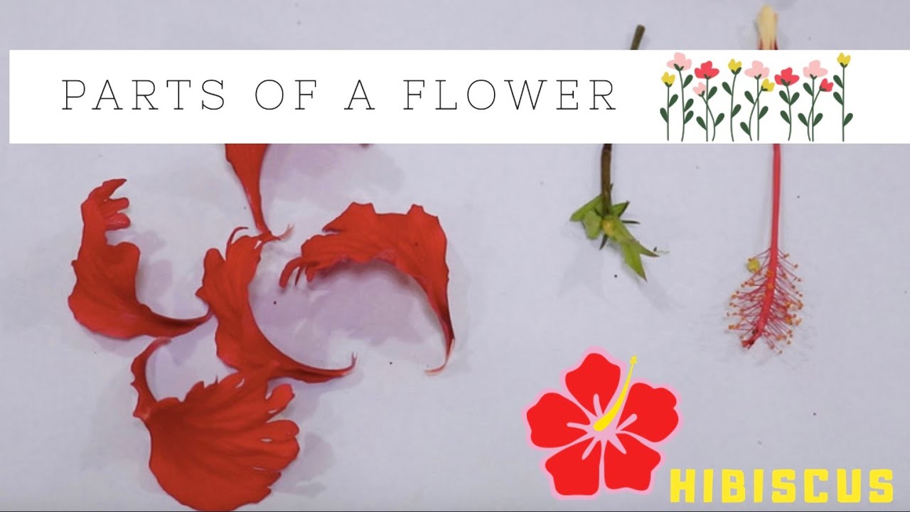 Parts Of A Flower (HIBISCUS) - YouTube