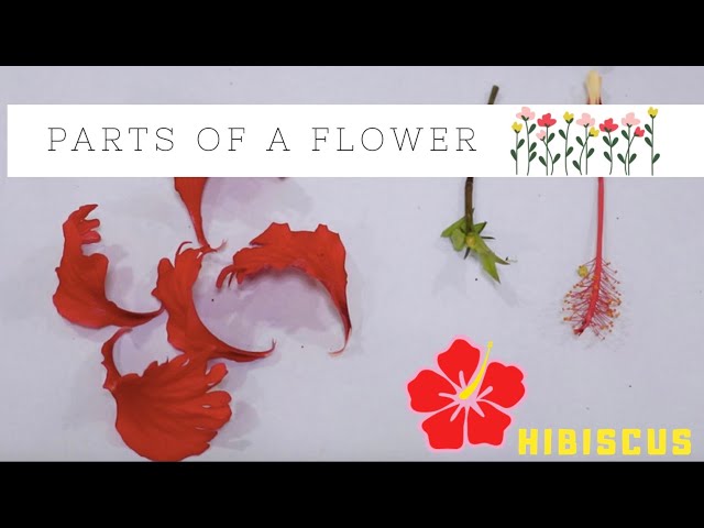 Hibiscus Flower Diagram Hibiscus Flower... Vishwanath Academy