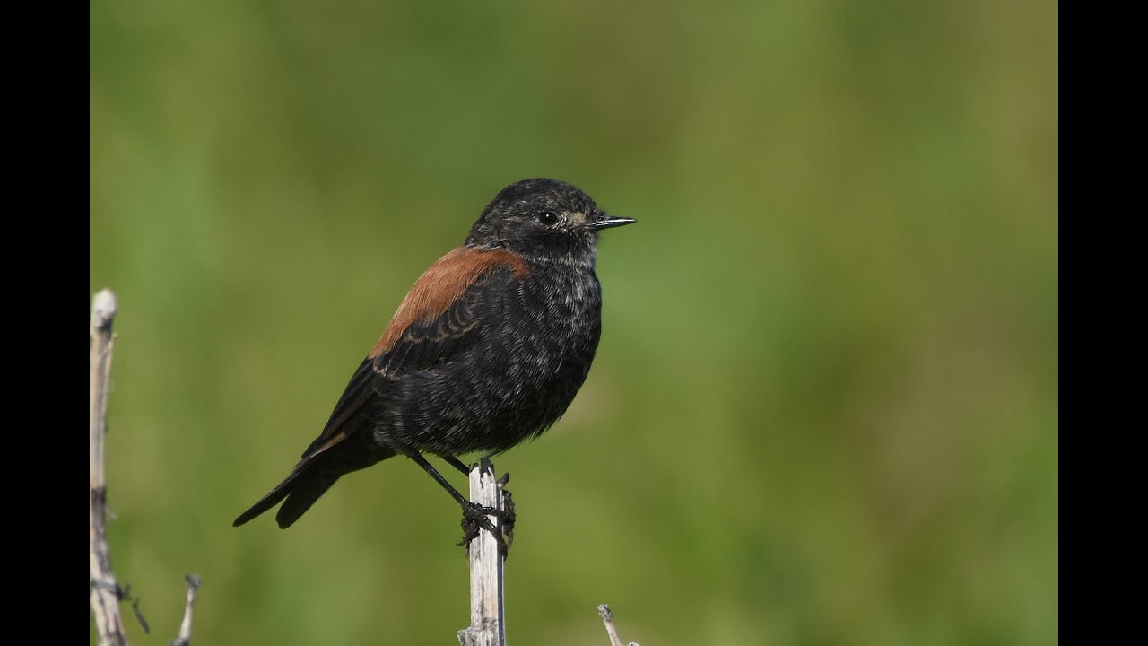 Sobrepuesto Común / Austral Negrito (Lessonia rufa) - YouTube