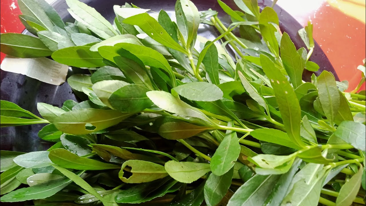 হেলেনঞ্চা শাক রান্না রেসিপি। Helencha Shak Recipe - YouTube