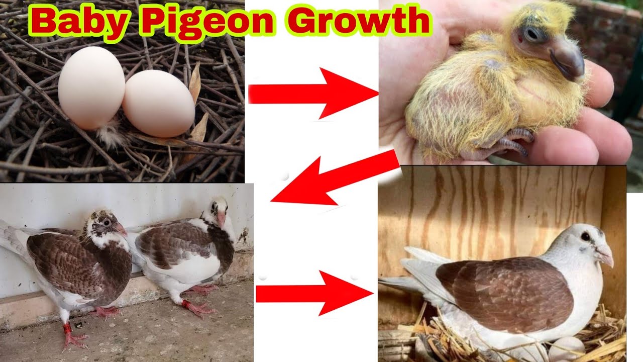 Baby Pigeon Growth Episode 02 | 1 To 30 Day Baby Pigeon Growth Progress ...