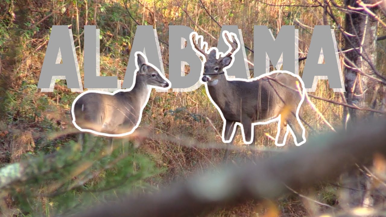 Alabama Bow Hunting During Gun Season - YouTube