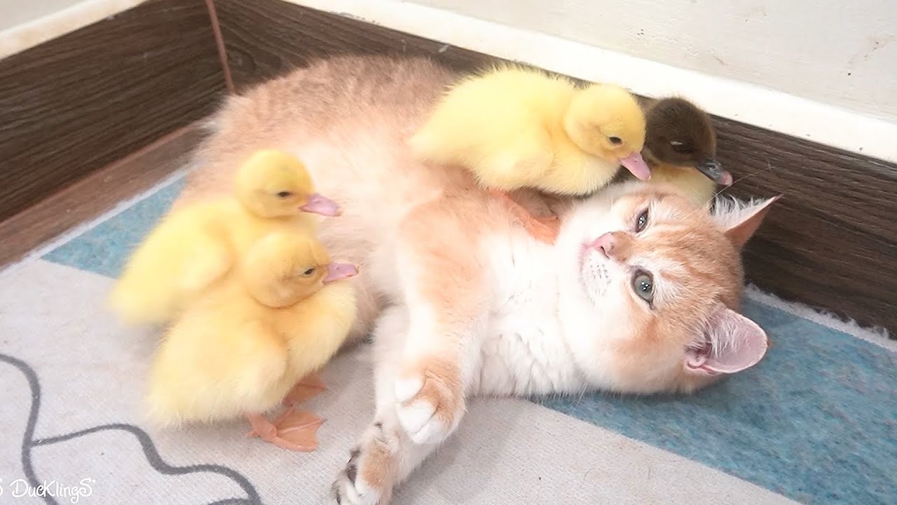 Ducklings love the cute kitten. Jump up and play together. - YouTube