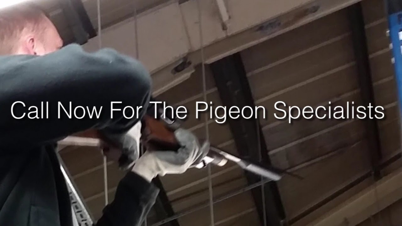 ApcUK 'Pigeon Culling' - YouTube