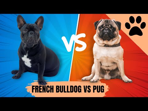 French bulldog vs Pug - Which one is Best?