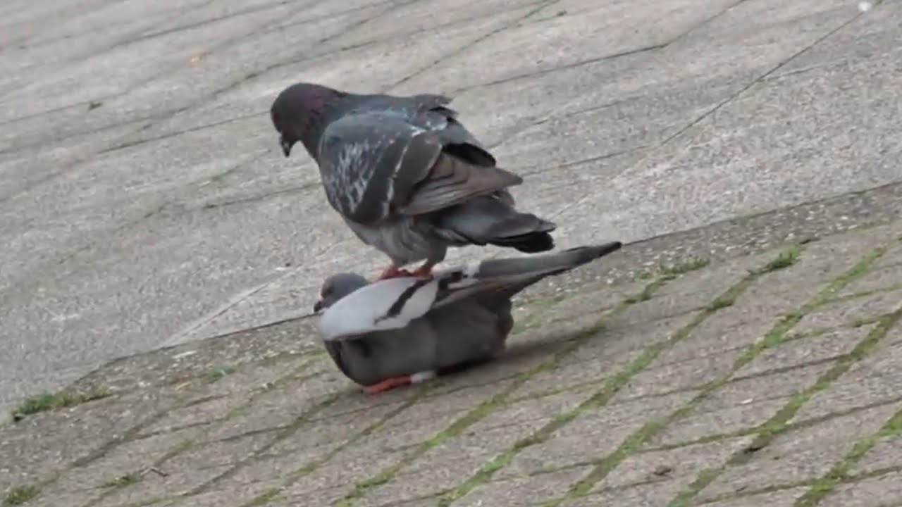 Pigeon Chase - YouTube