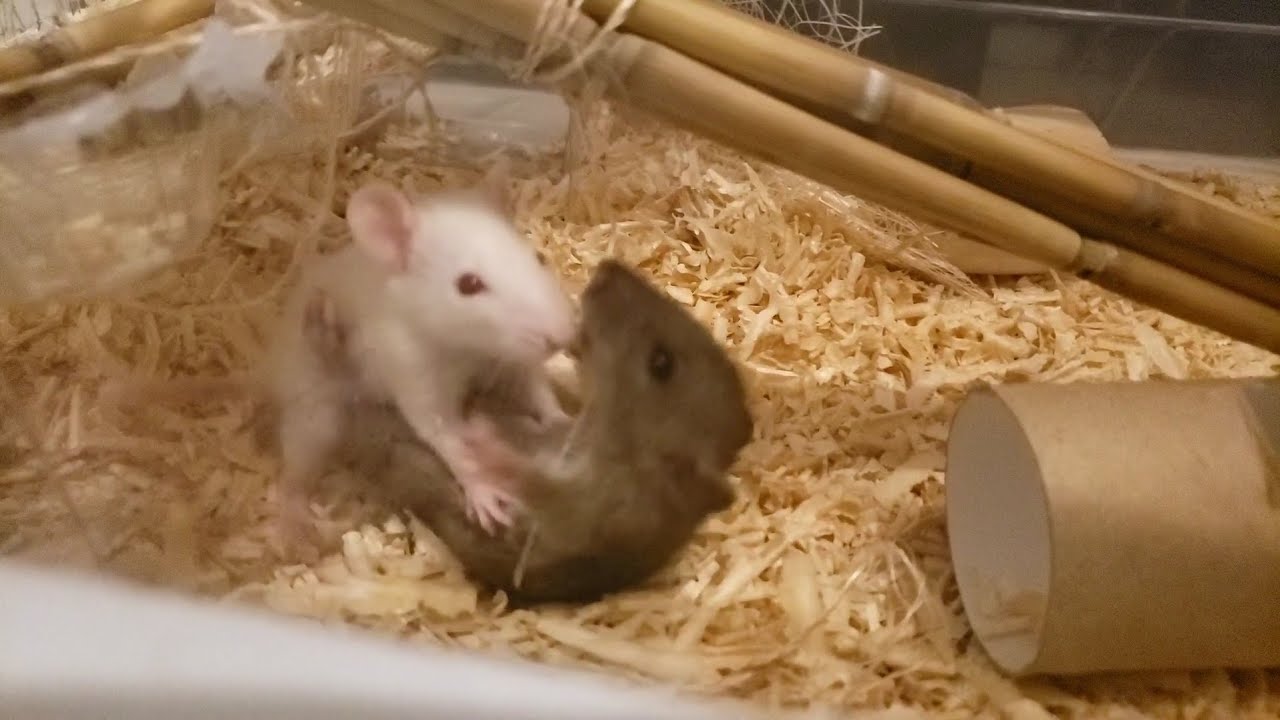 Rat Wrestling - YouTube