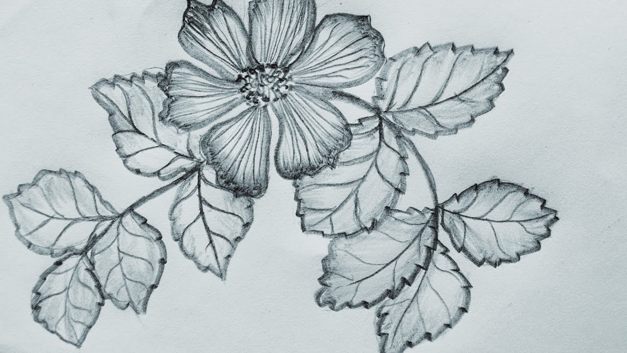 How to draw flower step by step || Simple flower drawing - YouTube