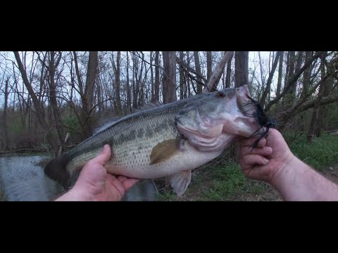 "Lip Rippin" Pre-Spawn Largemouth Bass. Big Indiana Largemouth Bass ...