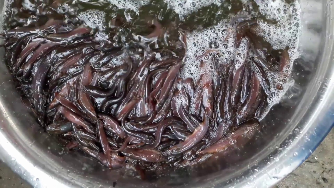 Live Deshi Shing Fish Seeds - YouTube
