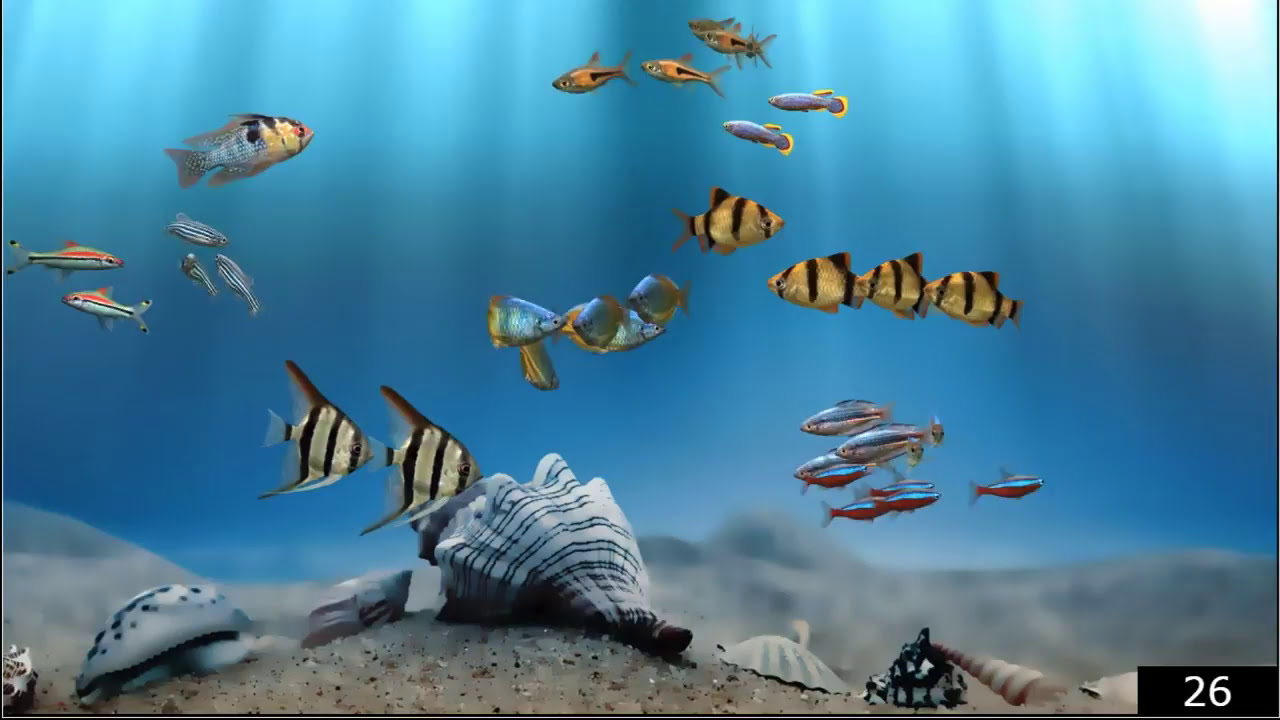 Aquarium Relax - YouTube