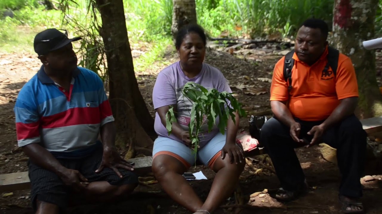 Informasi Tanaman Obat di Kampung Asei Kecil, Kec. - YouTube