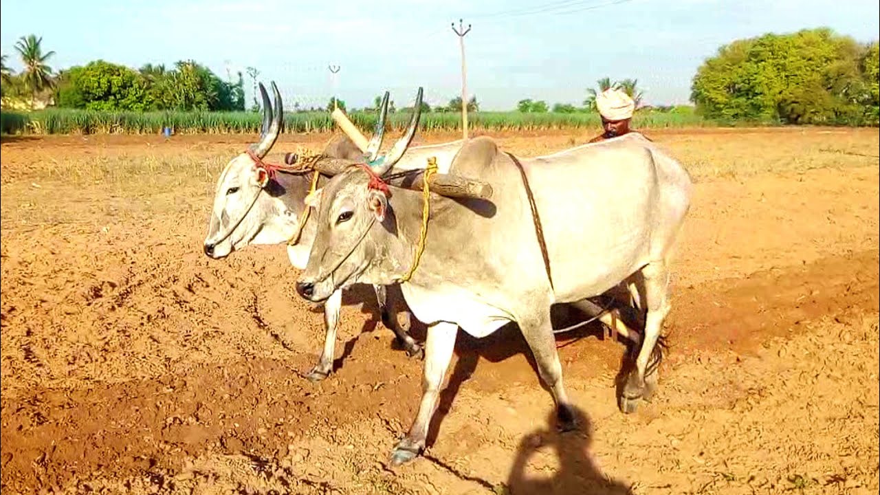 bulls plowing the field by farmer for seeds sowing | cow plowing the ...