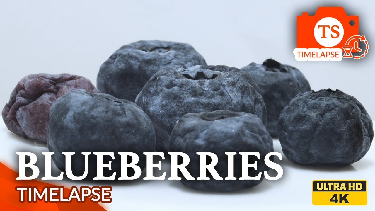 Blueberries fruits Timelapse - 30 days rotting video - YouTube