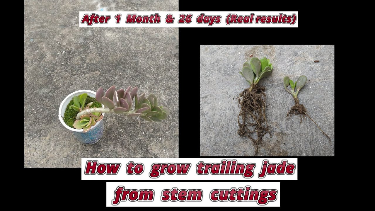 how to grow trailing jade from stem cuttings | propagation of senecio ...